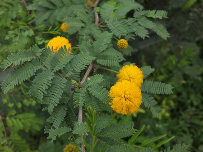 Acacia farnesiana - Indian Medicinal Plants