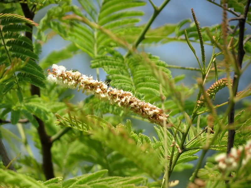 Acacia farnesiana - Indian Medicinal Plants