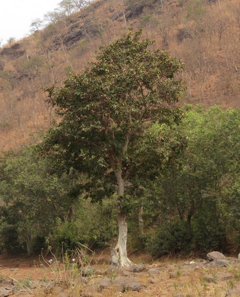 Terminalia arjuna- arjuna - Indian Medicinal Plants